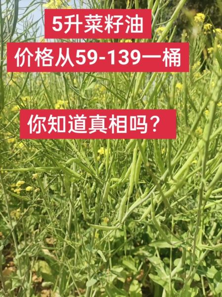 油菜种子怎么选_油菜种子价格多少钱一斤-第1张图片-山城妙识