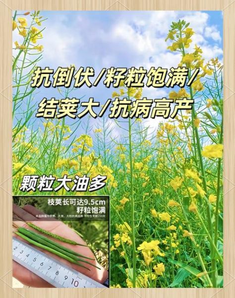 油菜种子怎么选_油菜种子价格多少钱一斤-第2张图片-山城妙识