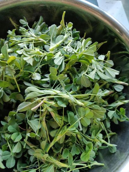 苜蓿菜图片_苜蓿菜怎么做好吃-第3张图片-山城妙识