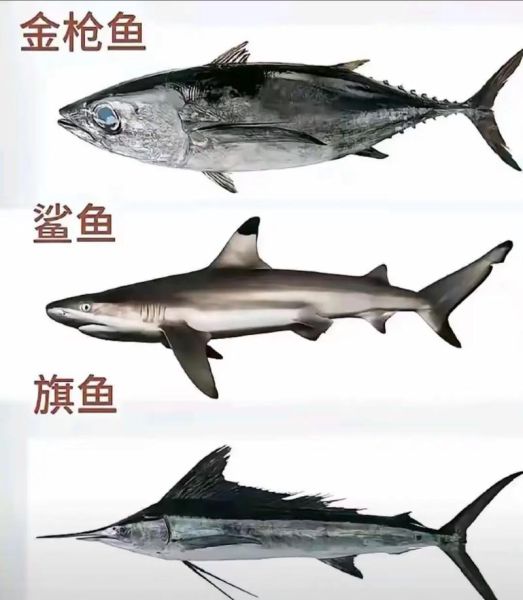 最好吃的海鱼排行榜_什么海鱼最好吃-第2张图片-山城妙识 最好吃的海鱼排行榜_什么海鱼最好吃-第2张图片-山城妙识