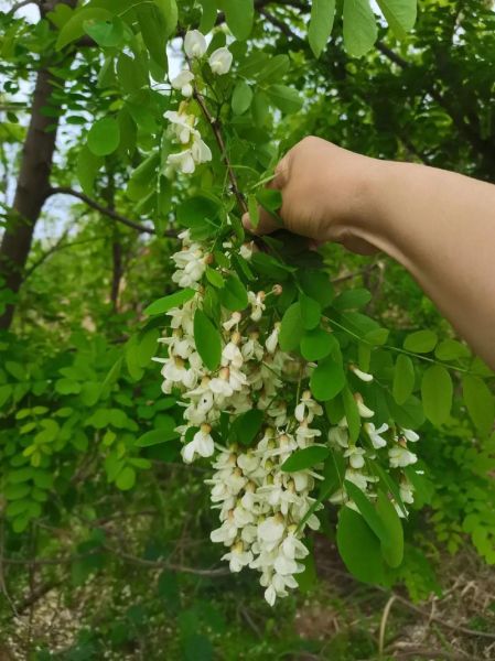 紫槐花能吃吗_紫槐花怎么吃才安全-第1张图片-山城妙识 紫槐花能吃吗_紫槐花怎么吃才安全-第1张图片-山城妙识