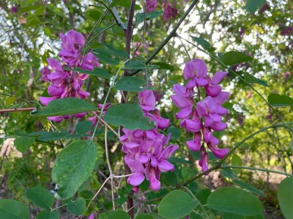紫槐花能吃吗_紫槐花怎么吃才安全-第3张图片-山城妙识 紫槐花能吃吗_紫槐花怎么吃才安全-第3张图片-山城妙识
