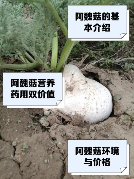 阿魏菇多少钱一斤_阿魏菇价格为什么差距大-第1张图片-山城妙识