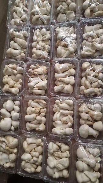 阿魏菇多少钱一斤_阿魏菇价格为什么差距大-第3张图片-山城妙识