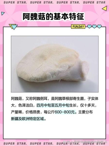 阿魏菇多少钱一斤_阿魏菇价格为什么差距大-第2张图片-山城妙识