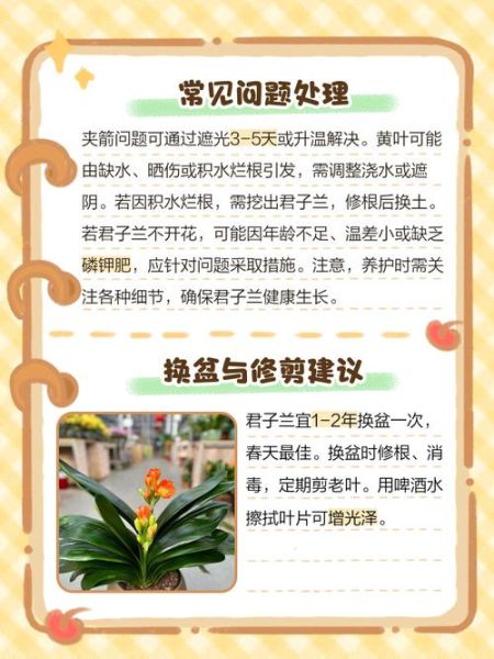 君子兰怎么养_君子兰养殖注意事项-第2张图片-山城妙识 君子兰怎么养_君子兰养殖注意事项-第2张图片-山城妙识