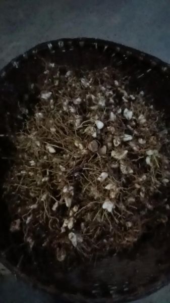 白芨治胃病怎么服用_白芨治胃病多久见效-第1张图片-山城妙识