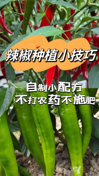 辣椒怎么种_辣椒种植与管理技术-第2张图片-山城妙识