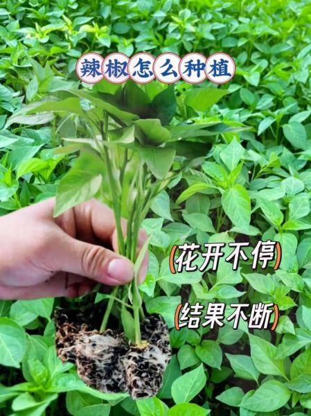 辣椒怎么种_辣椒种植与管理技术-第3张图片-山城妙识
