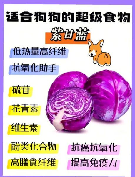 紫甘蓝的功效与作用_紫甘蓝怎么吃最营养-第1张图片-山城妙识