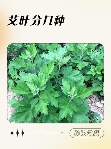 艾叶有几个品种_艾叶图片识别方法-第1张图片-山城妙识