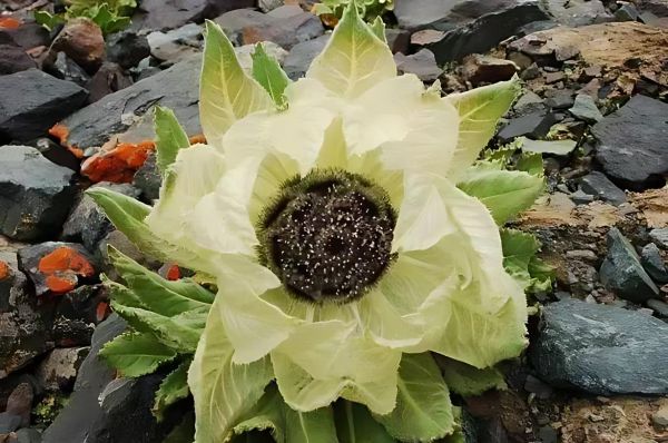 雪莲长什么样_雪莲高清图片大全-第1张图片-山城妙识