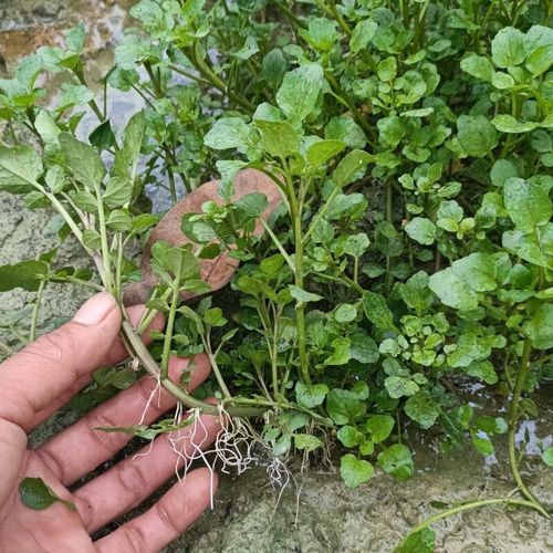 豆瓣菜什么时候种植_豆瓣菜种植季节-第1张图片-山城妙识 豆瓣菜什么时候种植_豆瓣菜种植季节-第1张图片-山城妙识