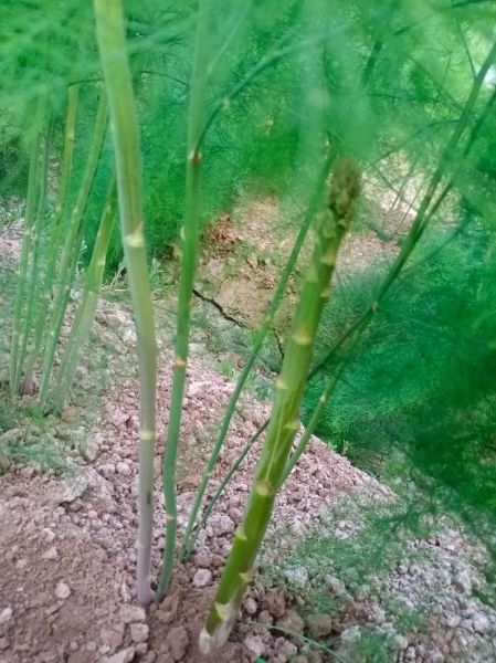 芦笋长大是什么样子的_芦笋成熟后有多高-第1张图片-山城妙识