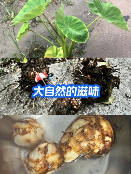 芋头放久了发芽能吃吗_芋头发芽有毒吗-第1张图片-山城妙识