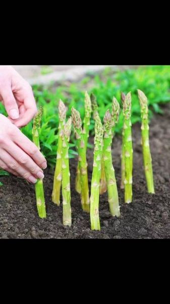 芦笋长大是什么样子的_芦笋成熟后有多高-第3张图片-山城妙识