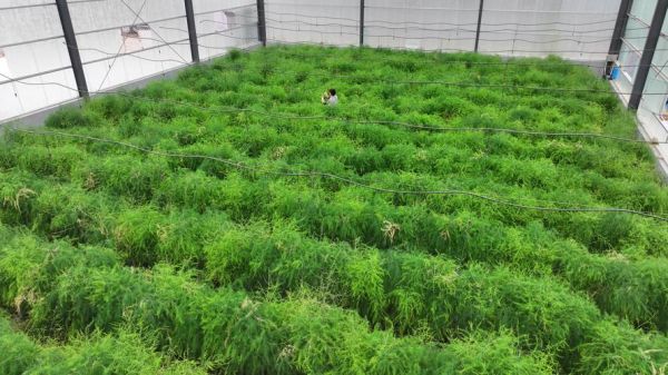 芦笋长大是什么样子的_芦笋成熟后有多高-第2张图片-山城妙识