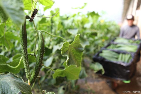 水菜瓜图片_如何挑选新鲜水菜瓜-第3张图片-山城妙识