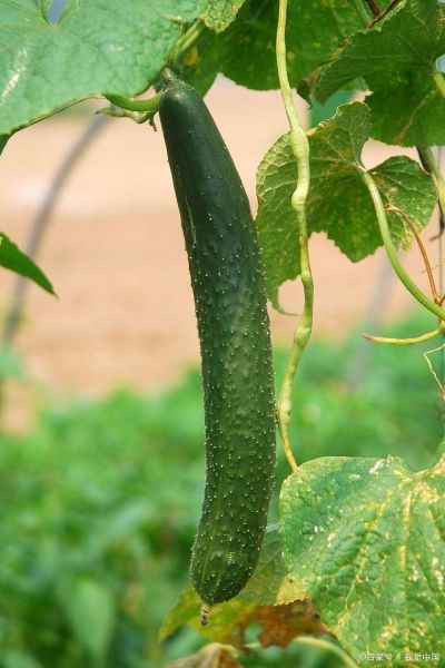 水菜瓜图片_如何挑选新鲜水菜瓜-第2张图片-山城妙识