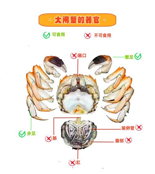 活的大闸蟹怎么洗_大闸蟹清洗步骤-第2张图片-山城妙识
