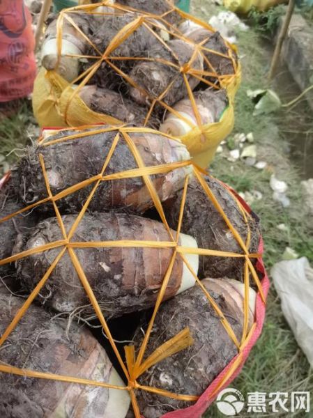 香芋图片怎么拍好看_香芋图片拍摄技巧-第2张图片-山城妙识 香芋图片怎么拍好看_香芋图片拍摄技巧-第2张图片-山城妙识