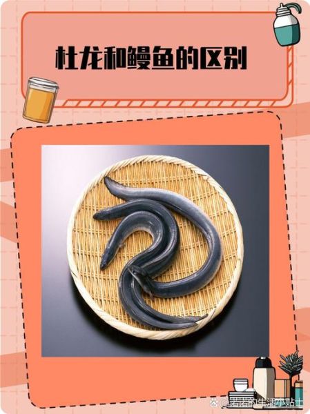 野生河鳗怎么分辨_野生河鳗和养殖的区别-第3张图片-山城妙识