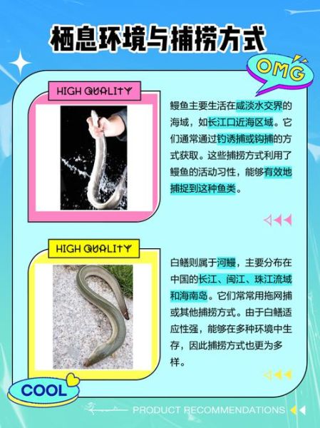 野生河鳗怎么分辨_野生河鳗和养殖的区别-第2张图片-山城妙识