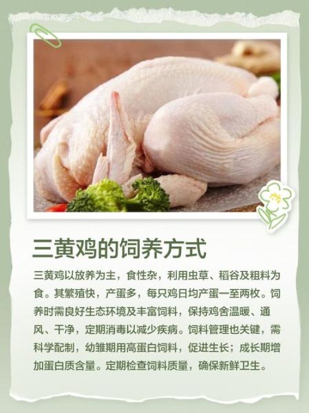 三黄鸡的功效与作用_三黄鸡适合什么人吃-第2张图片-山城妙识