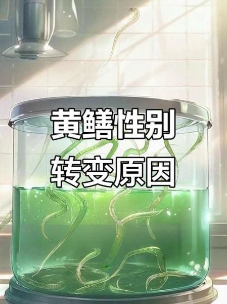 黄鳝性别可以一直是雌性吗_黄鳝性逆转机制-第1张图片-山城妙识