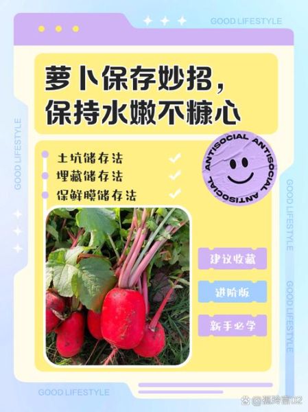 白萝卜怎么保存不糠心_白萝卜可以放冰箱吗-第1张图片-山城妙识 白萝卜怎么保存不糠心_白萝卜可以放冰箱吗-第1张图片-山城妙识