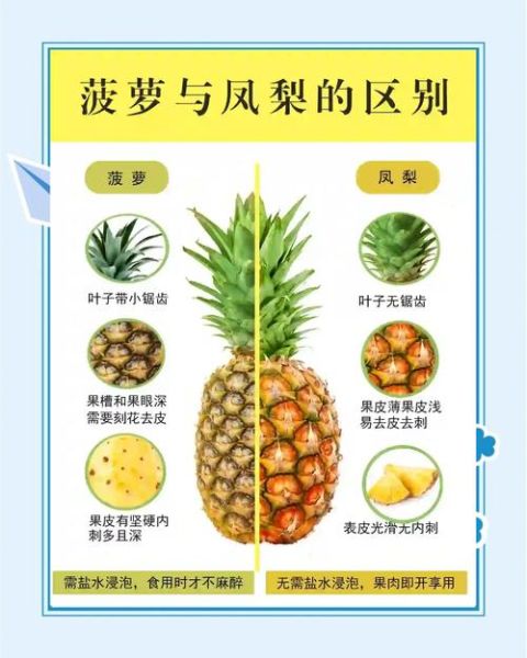 菠萝就是凤梨吗_区别在哪里-第3张图片-山城妙识 菠萝就是凤梨吗_区别在哪里-第3张图片-山城妙识