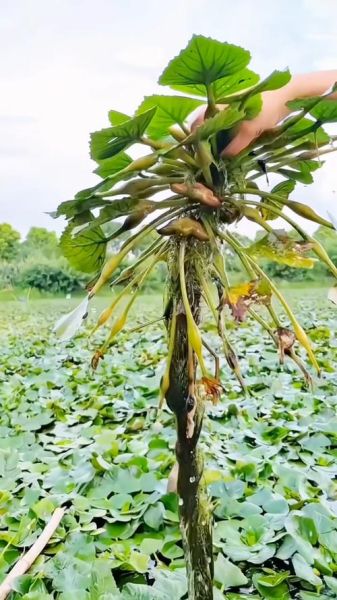 菱角怎么种植_菱角种植技术要点-第1张图片-山城妙识