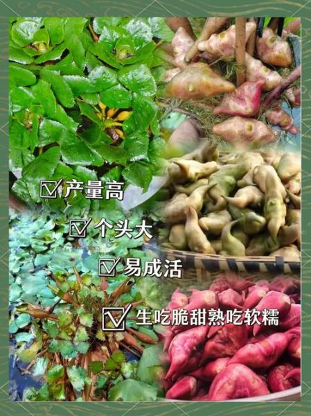 菱角怎么种植_菱角种植技术要点-第2张图片-山城妙识