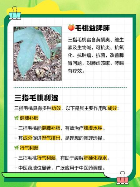 三指毛桃的功效与作用_三指毛桃怎么吃效果最好-第1张图片-山城妙识 三指毛桃的功效与作用_三指毛桃怎么吃效果最好-第1张图片-山城妙识