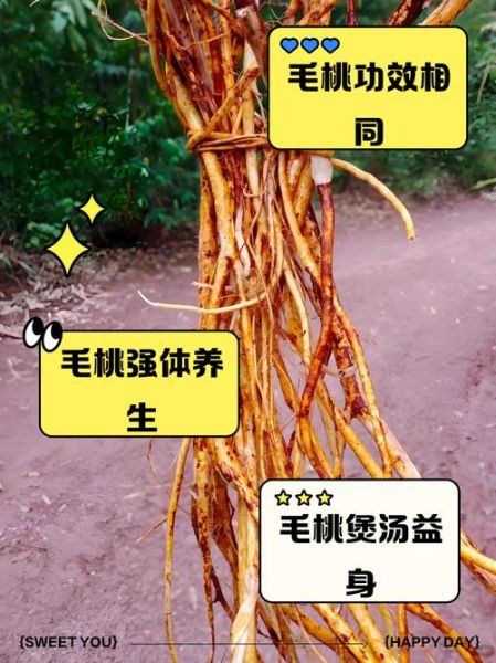 三指毛桃的功效与作用_三指毛桃怎么吃效果最好-第3张图片-山城妙识 三指毛桃的功效与作用_三指毛桃怎么吃效果最好-第3张图片-山城妙识