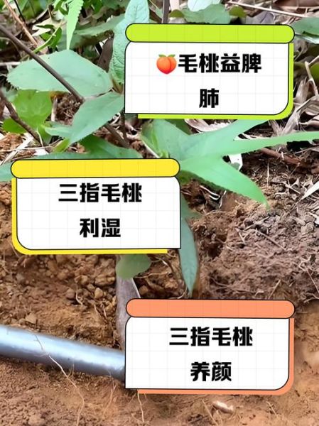 三指毛桃的功效与作用_三指毛桃怎么吃效果最好-第2张图片-山城妙识 三指毛桃的功效与作用_三指毛桃怎么吃效果最好-第2张图片-山城妙识