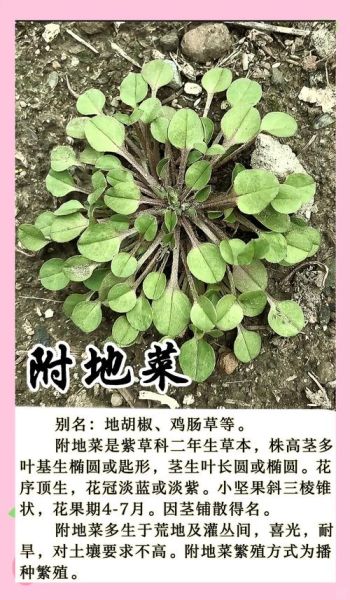 地菜的功效与作用_地菜怎么吃最好-第2张图片-山城妙识