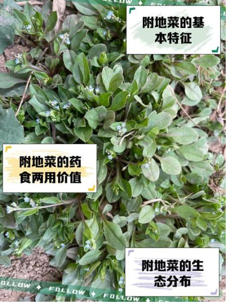 地菜的功效与作用_地菜怎么吃最好-第1张图片-山城妙识