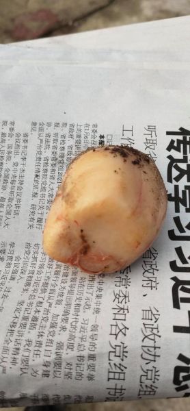 狗宝价格多少一克_狗宝多少钱一克2024-第3张图片-山城妙识