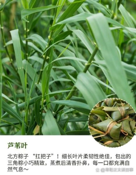 粽叶和芦苇叶的区别_哪个更适合包粽子-第3张图片-山城妙识