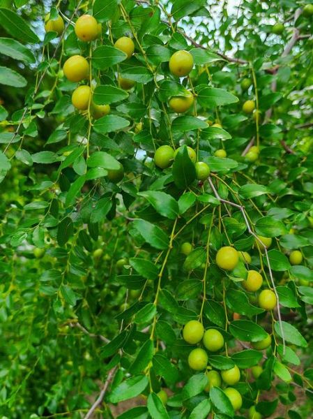 野山枣图片_野山枣长什么样-第2张图片-山城妙识 野山枣图片_野山枣长什么样-第2张图片-山城妙识