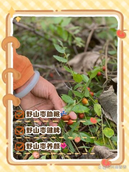 野山枣图片_野山枣长什么样-第3张图片-山城妙识 野山枣图片_野山枣长什么样-第3张图片-山城妙识