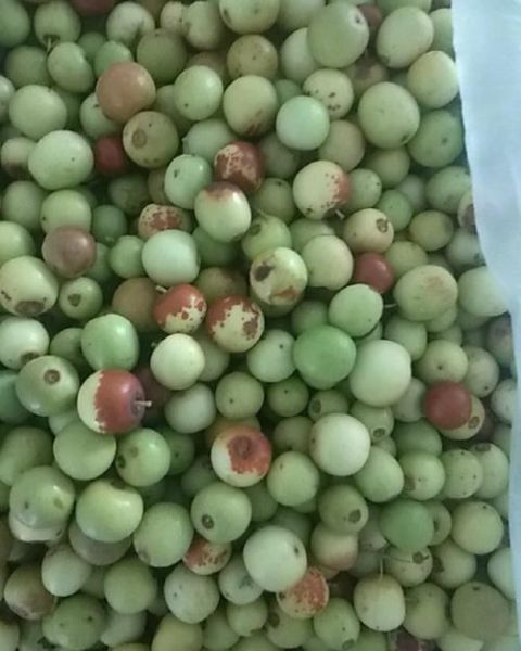 野山枣图片_野山枣长什么样-第1张图片-山城妙识 野山枣图片_野山枣长什么样-第1张图片-山城妙识