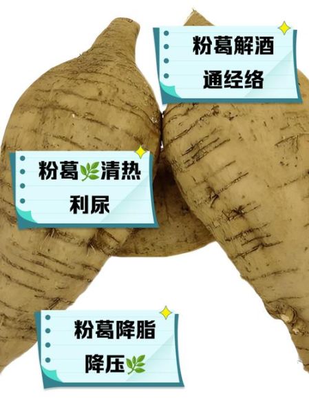 喝葛根粉有啥好处_葛根粉的功效与作用-第3张图片-山城妙识