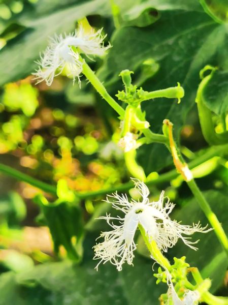 蛇豆怎么种_蛇豆种植方法-第1张图片-山城妙识
