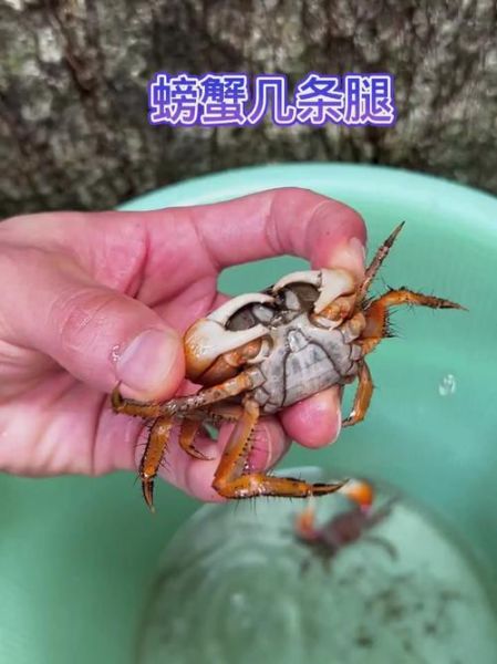 螃蟹几条腿_螃蟹腿断了还能长出来吗-第1张图片-山城妙识