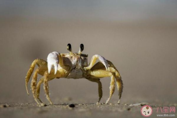 螃蟹几条腿_螃蟹腿断了还能长出来吗-第2张图片-山城妙识