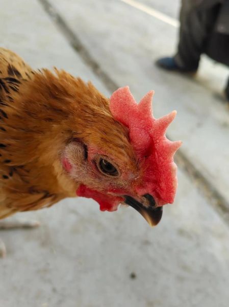 土鸡苗批发价格多少钱一只_土鸡苗批发价格行情-第2张图片-山城妙识