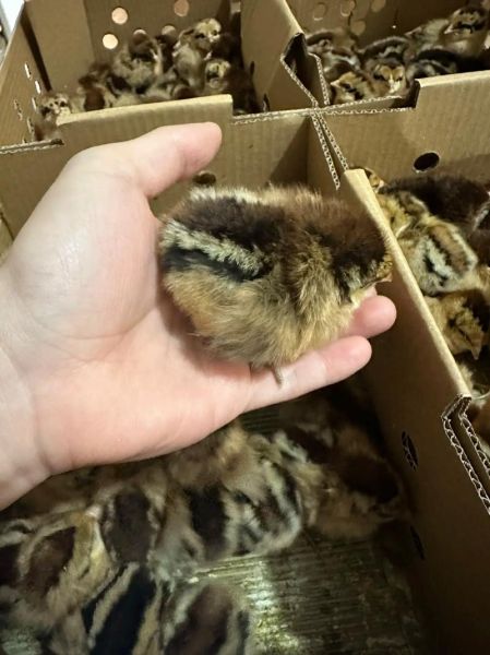 土鸡苗批发价格多少钱一只_土鸡苗批发价格行情-第1张图片-山城妙识