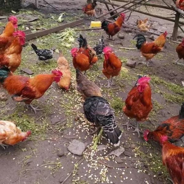 土鸡苗批发价格多少钱一只_土鸡苗批发价格行情-第3张图片-山城妙识